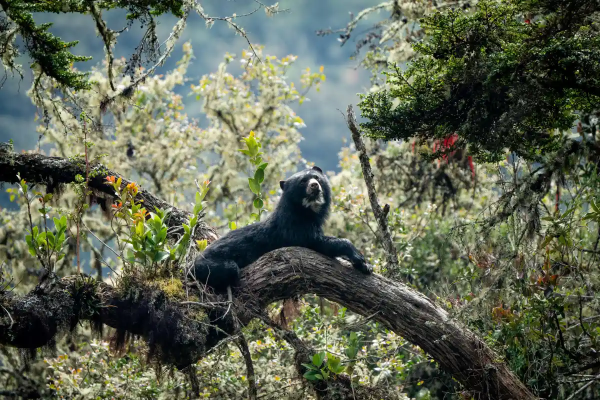 Spot the Andean Bear in Machu Picchu | Rare Sight! | Peru&U